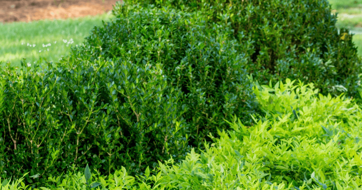 Give Your Home a Glow-Up: These Plants Deliver Stunning Curb Appeal ...