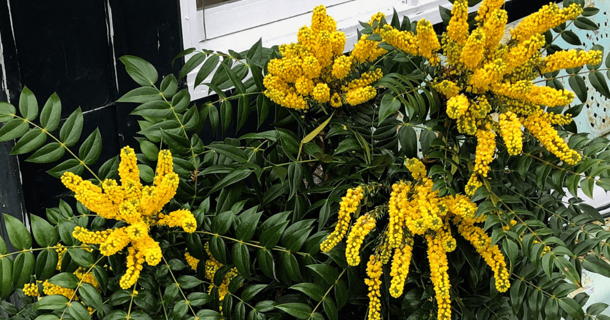 Contact | Sunset Plant Collection