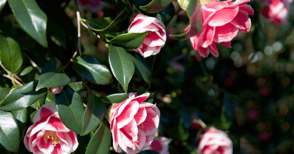 Deck the Halls with Sunset Plant Collection | Sunset Plant Collection