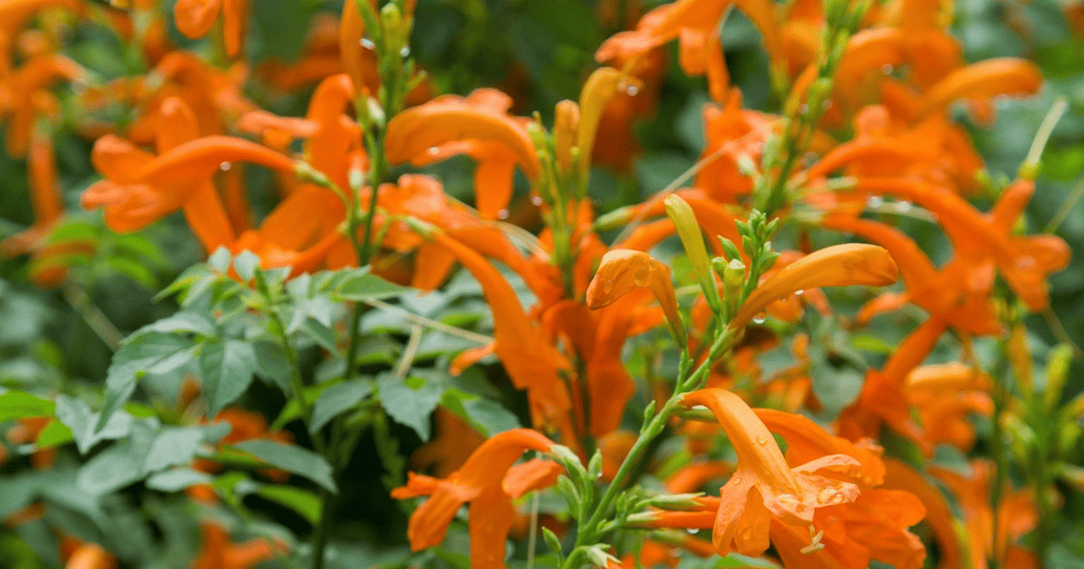 Dipping into Color | Sunset Plant Collection