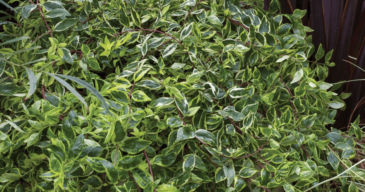 Bringing Spring to Your Yards and Gardens with the Sunset Plant ...