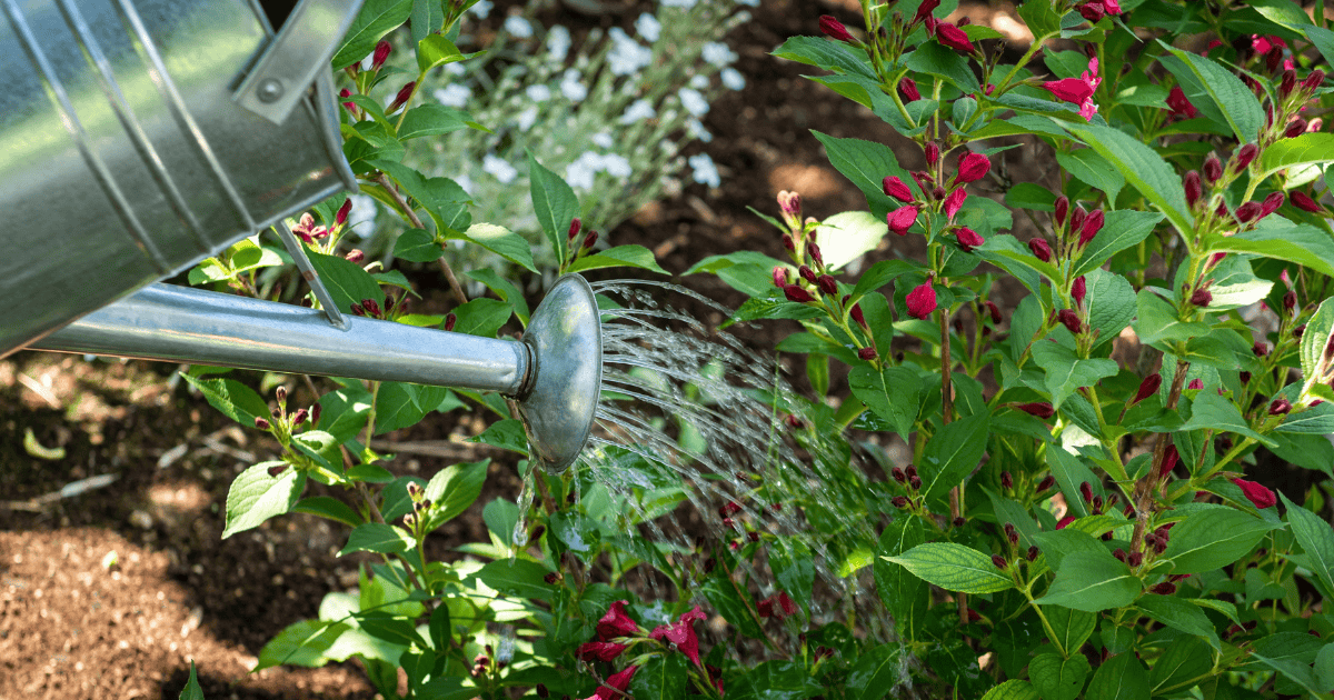 Your Essential Spring To-Do List | Sunset Plant Collection