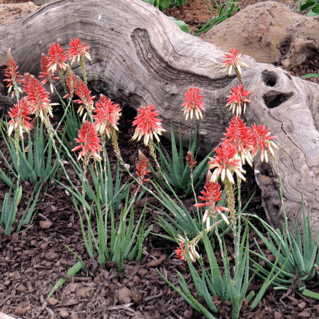 Best Fire-Resistant Plants from Sunset Plant Collection