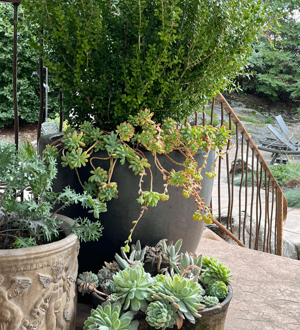Meet Your New Go-To Plant for (Almost) Every Garden Spot | Sunset Plant ...
