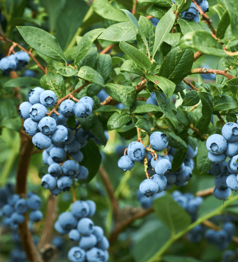 USDA Zones | Sunset Plant Collection