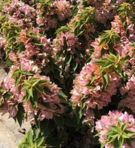 Climate Zone 14 | Sunset Plant Collection