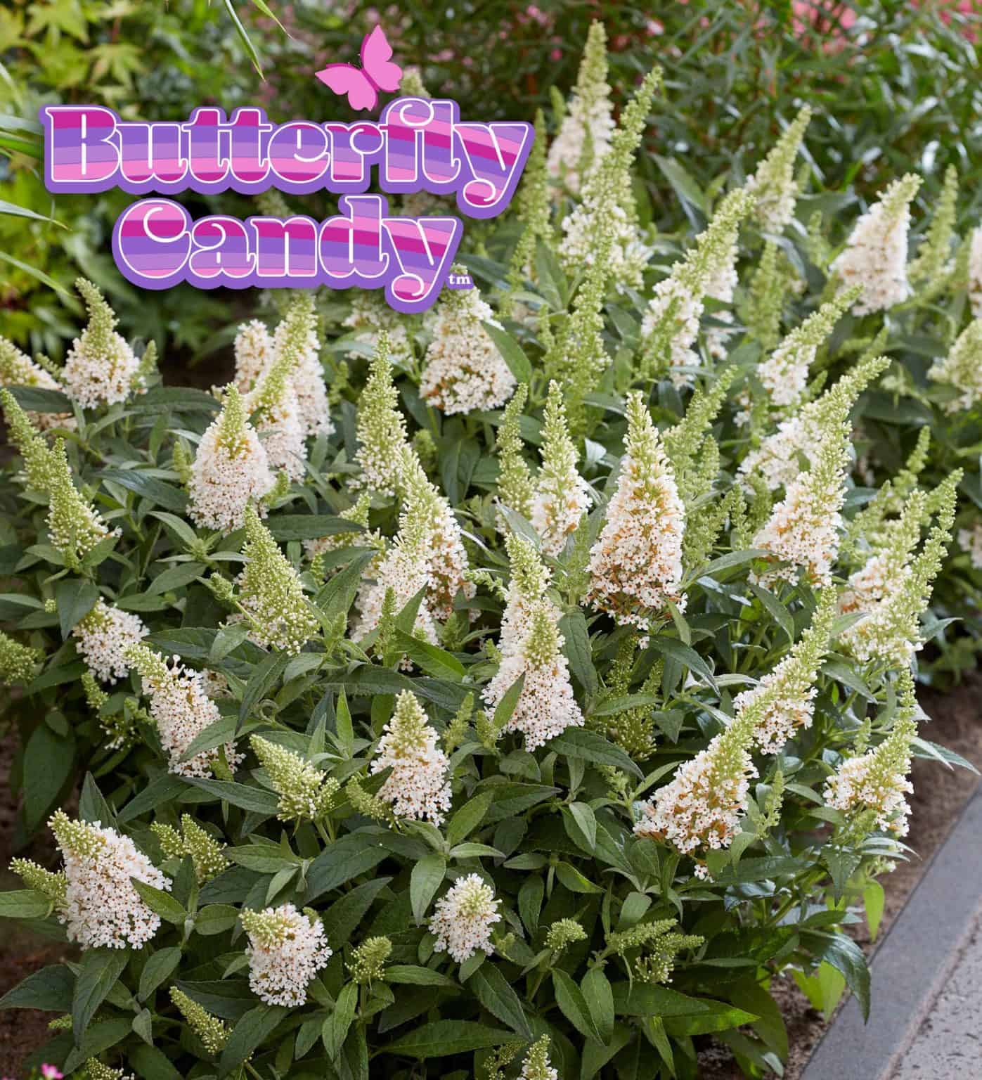 Li'l Coconut™ Butterfly Candy™ | Sunset Plant Collection