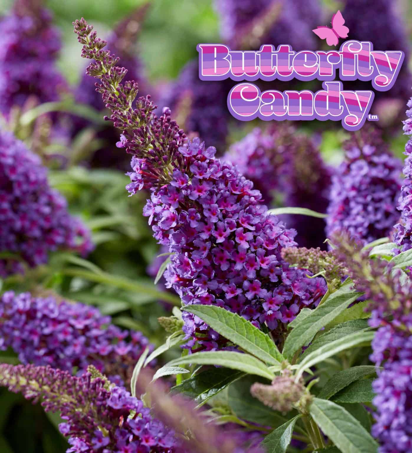 Li'l Grape™ Butterfly Candy™ | Sunset Plant Collection