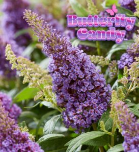 Climate Zone 9 | Sunset Plant Collection