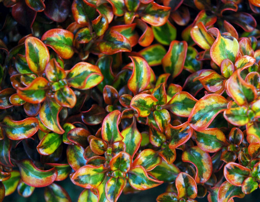 'Tequila Sunrise' | Sunset Plant Collection