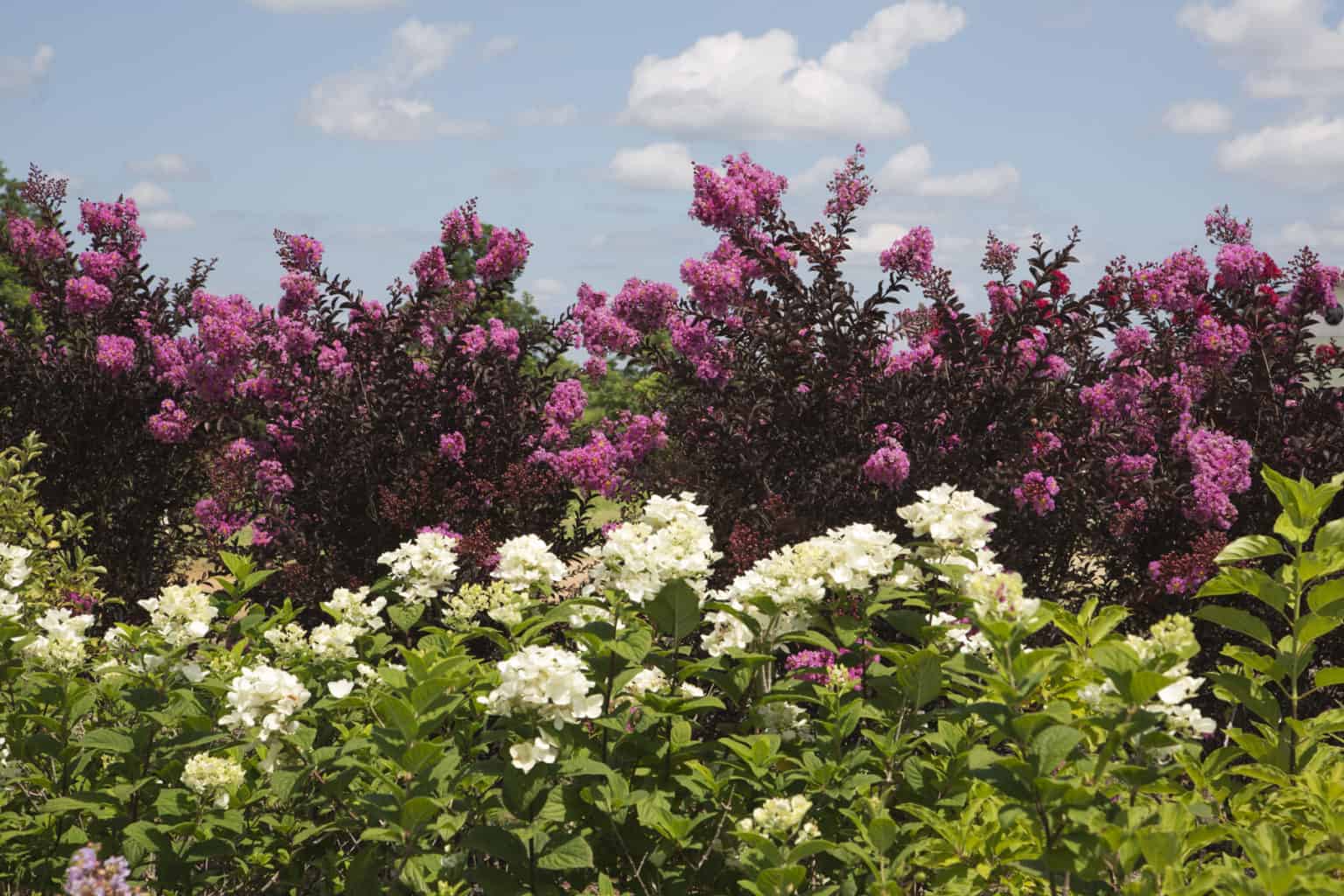 Screens & Hedges | Sunset Plant Collection