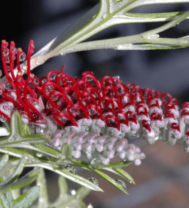 Zone 14 | sunsetplantcollection.com
