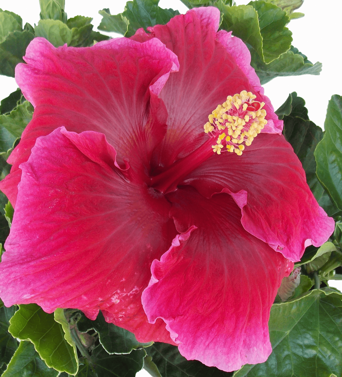 Bahama Bay™ ‘Heartbeat’ | Sunset Plant Collection