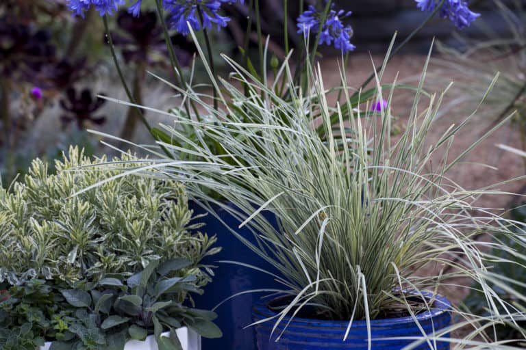 Containers & Foundations | Sunset Plant Collection