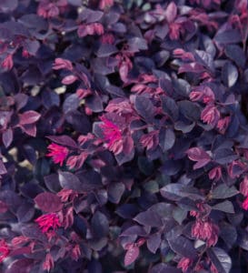 Purple Daydream® | Sunset Plant Collection