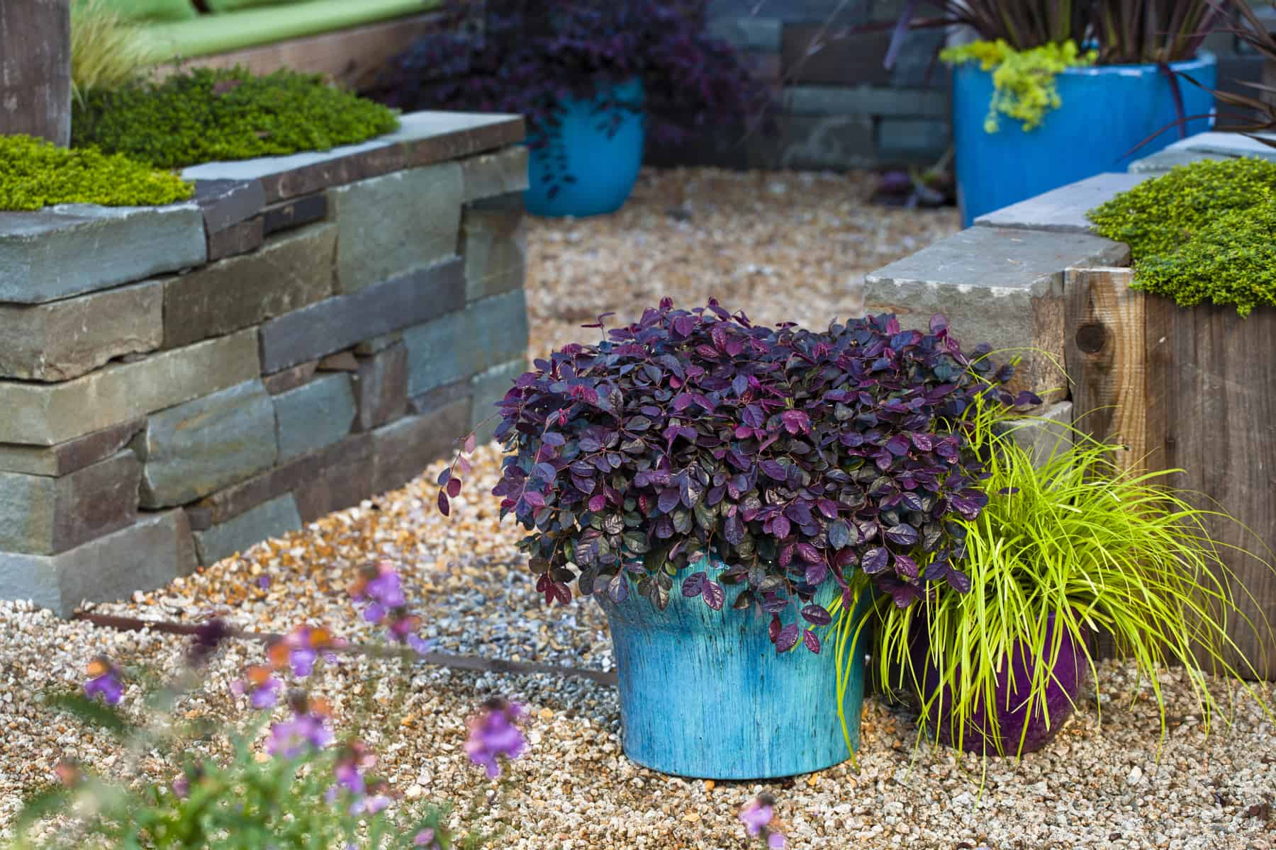 Style & Design | Sunset Plant Collection