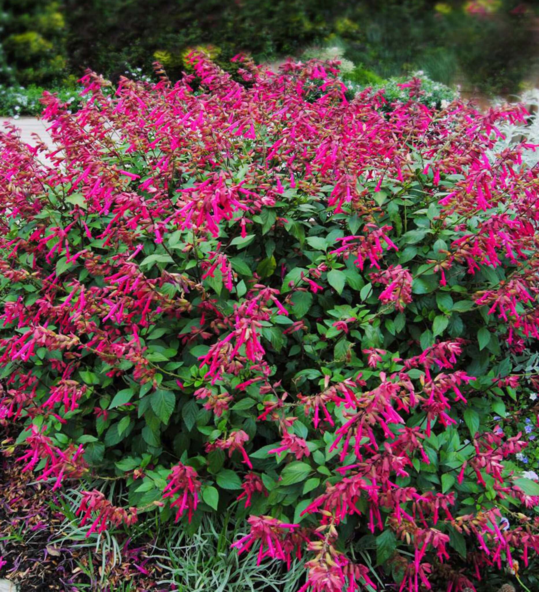 'Wendy's Wish' | Sunset Plant Collection