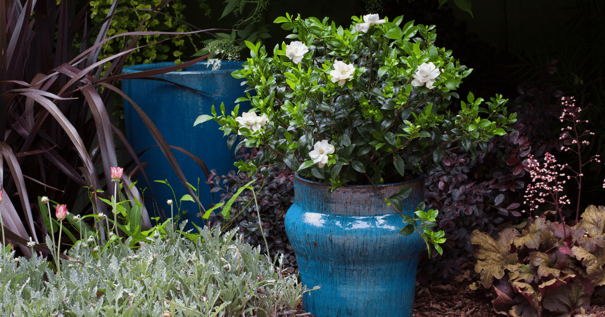 Best Fire-Resistant Plants from Sunset Plant Collection