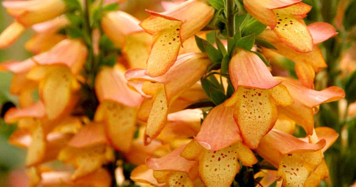 7 Plants for Your Easter Landscape | Sunset Plant Collection