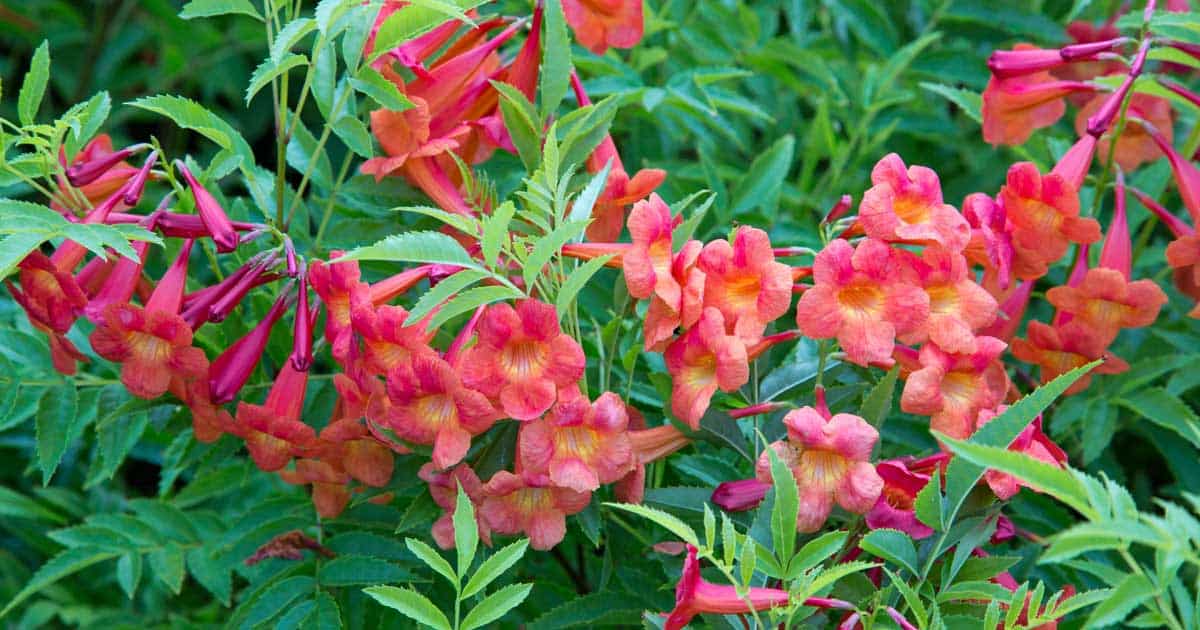 7 Plants for Your Easter Landscape | Sunset Plant Collection