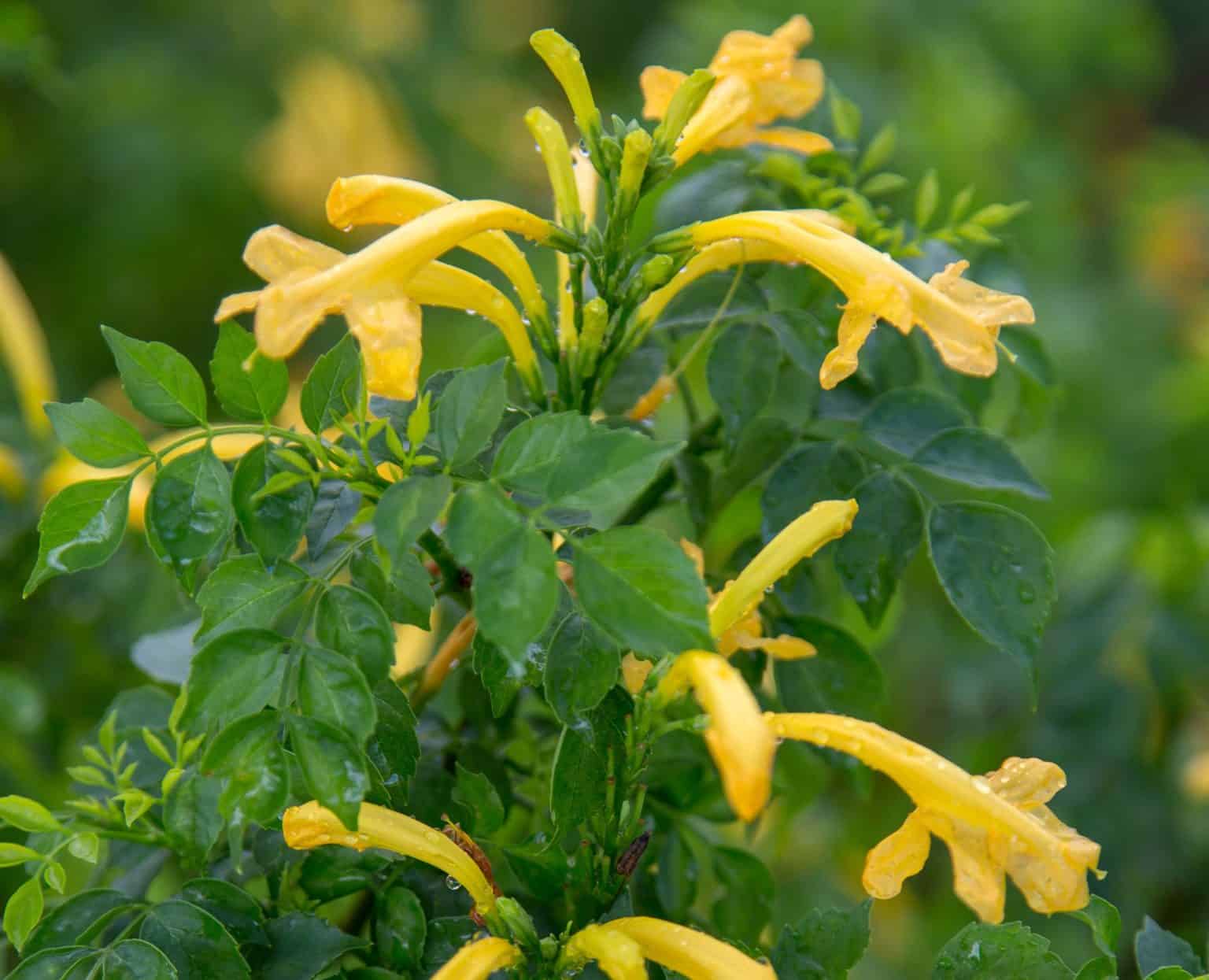Cape Town™ Yellow Tecomaria | Sunset Plant Collection