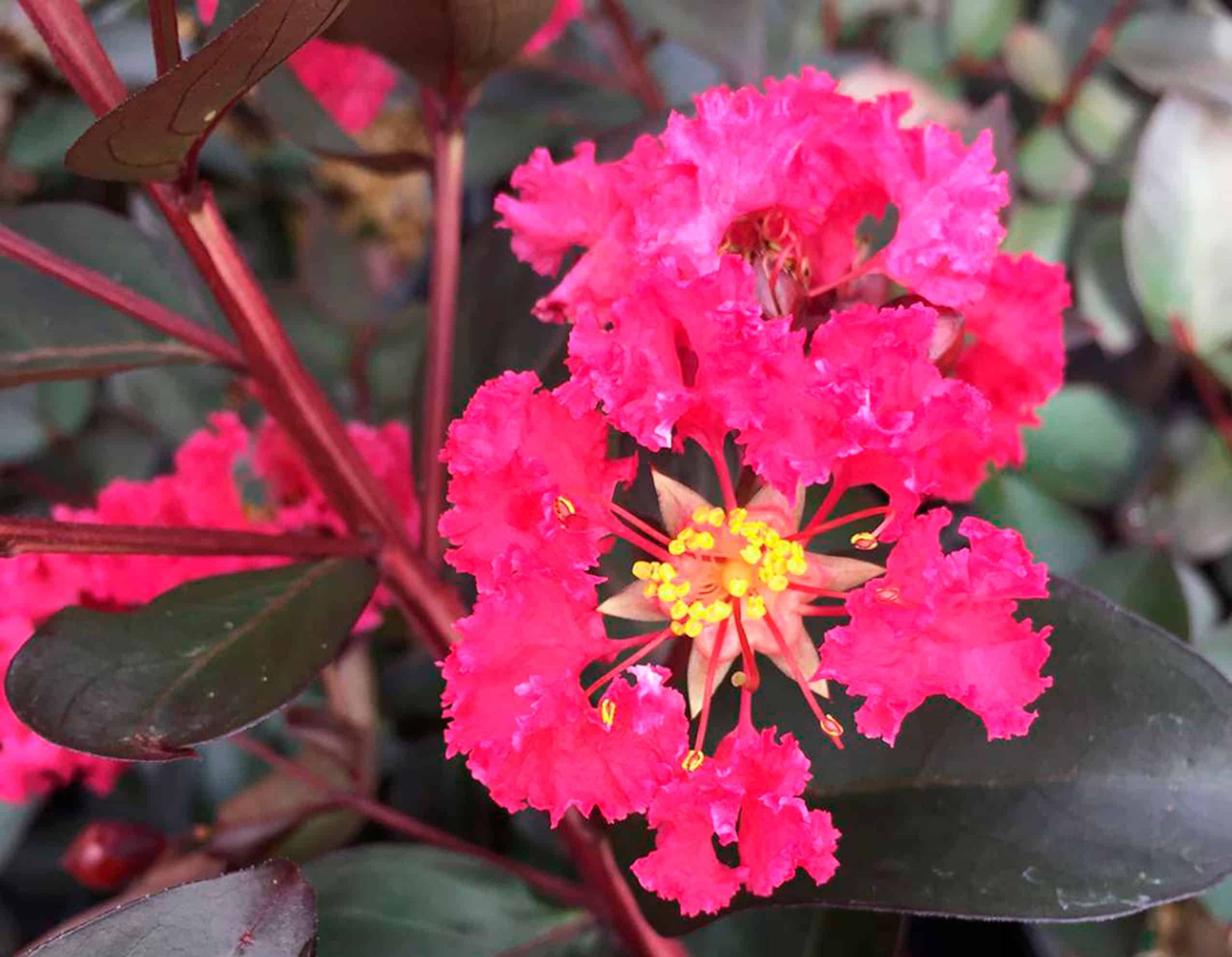 Double Dynamite Crapemyrtle | Sunset Plant Collection