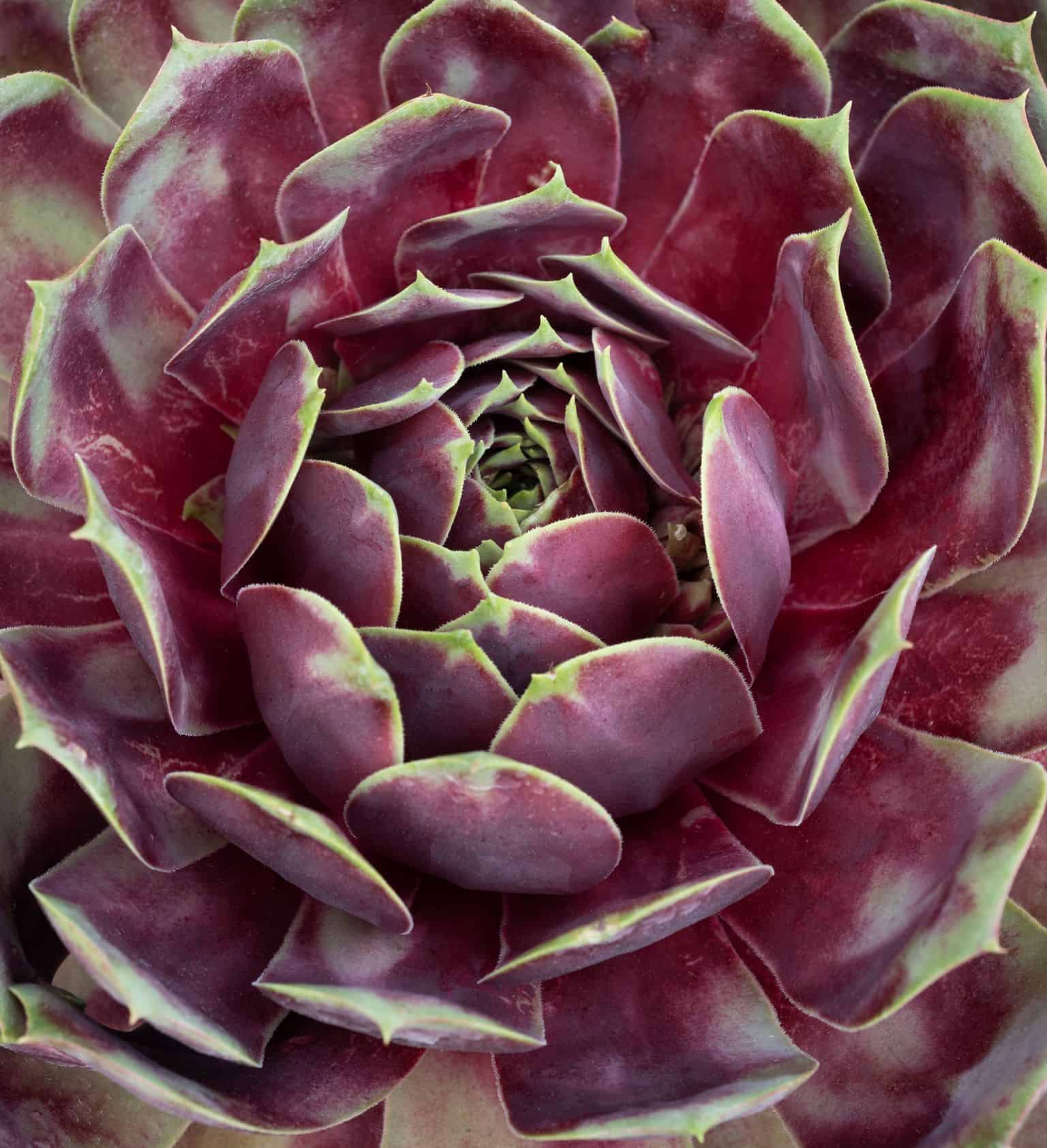 SUPERSEMPS® 'Fire Quartz' Sempervivum | Sunset Plant Collection