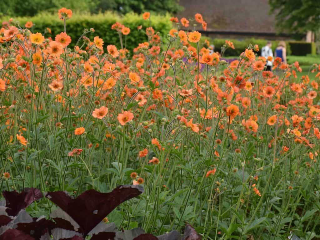 The Most Awesome Perennial You May Have Never Heard Of | Sunset Plant ...