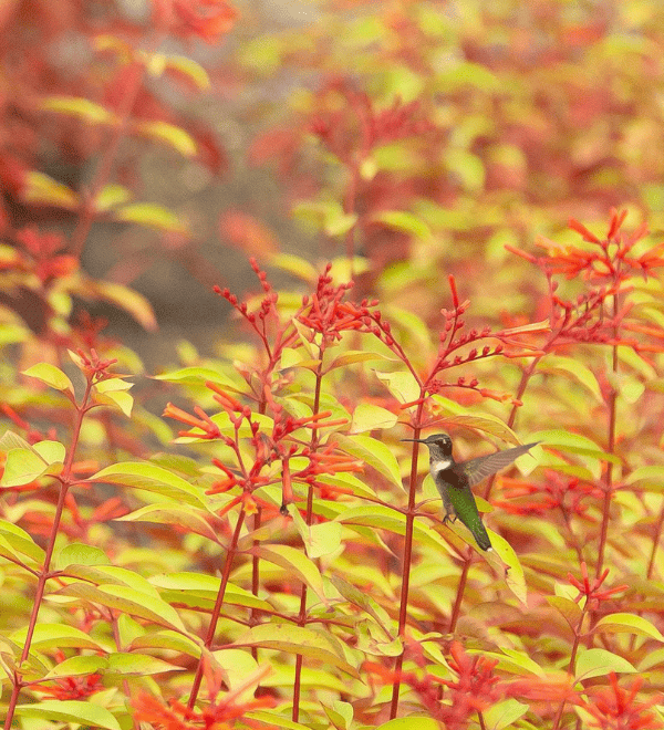 Good as Gold | Sunset Plant Collection
