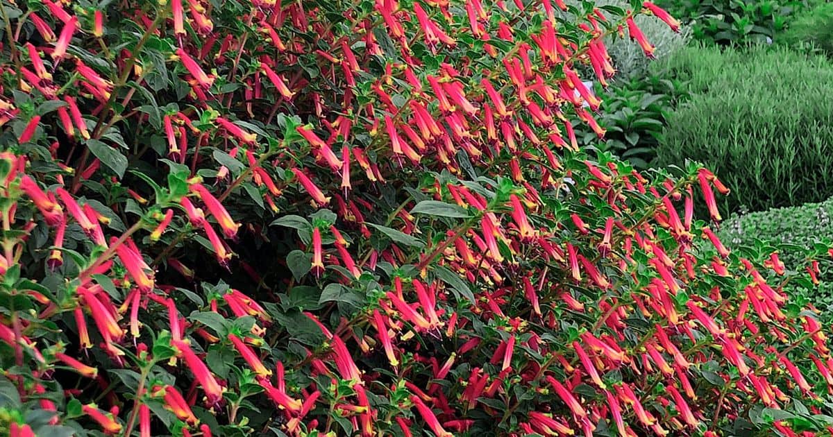 7 Plants to Enhance Your April Garden | Sunset Plant Collection