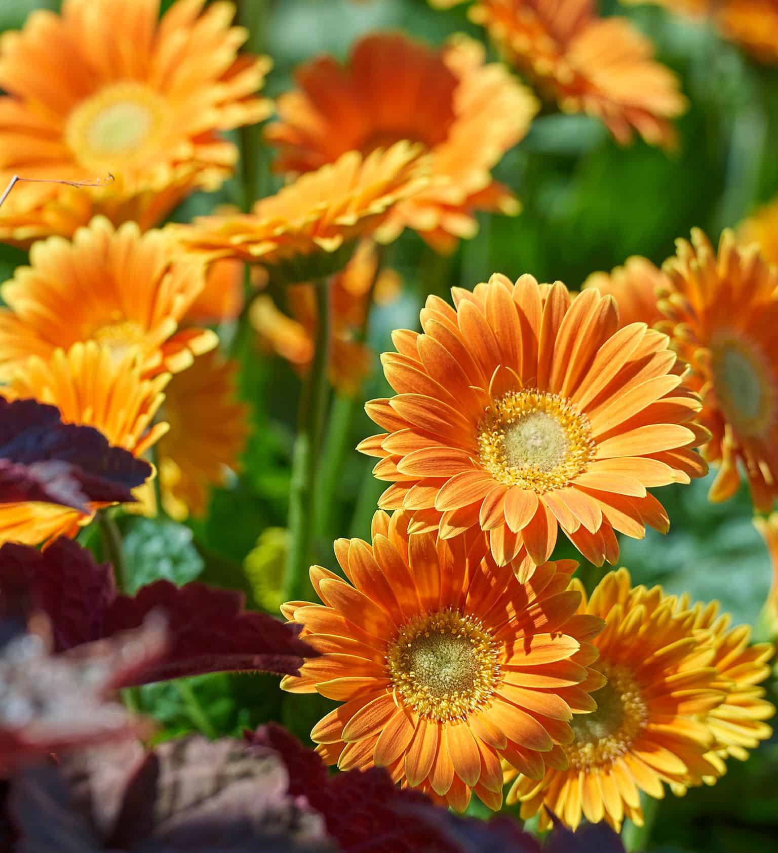Garden Jewels™ Orange/Yellow Bi-Color Gerbera Daisy | Sunset Plant ...