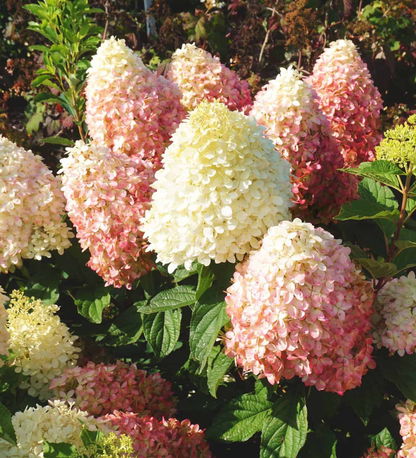 Climate Zone 1 | Sunset Plant Collection