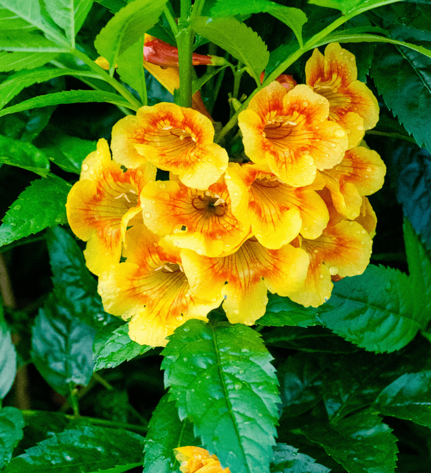 The Collection | Sunset Plant Collection
