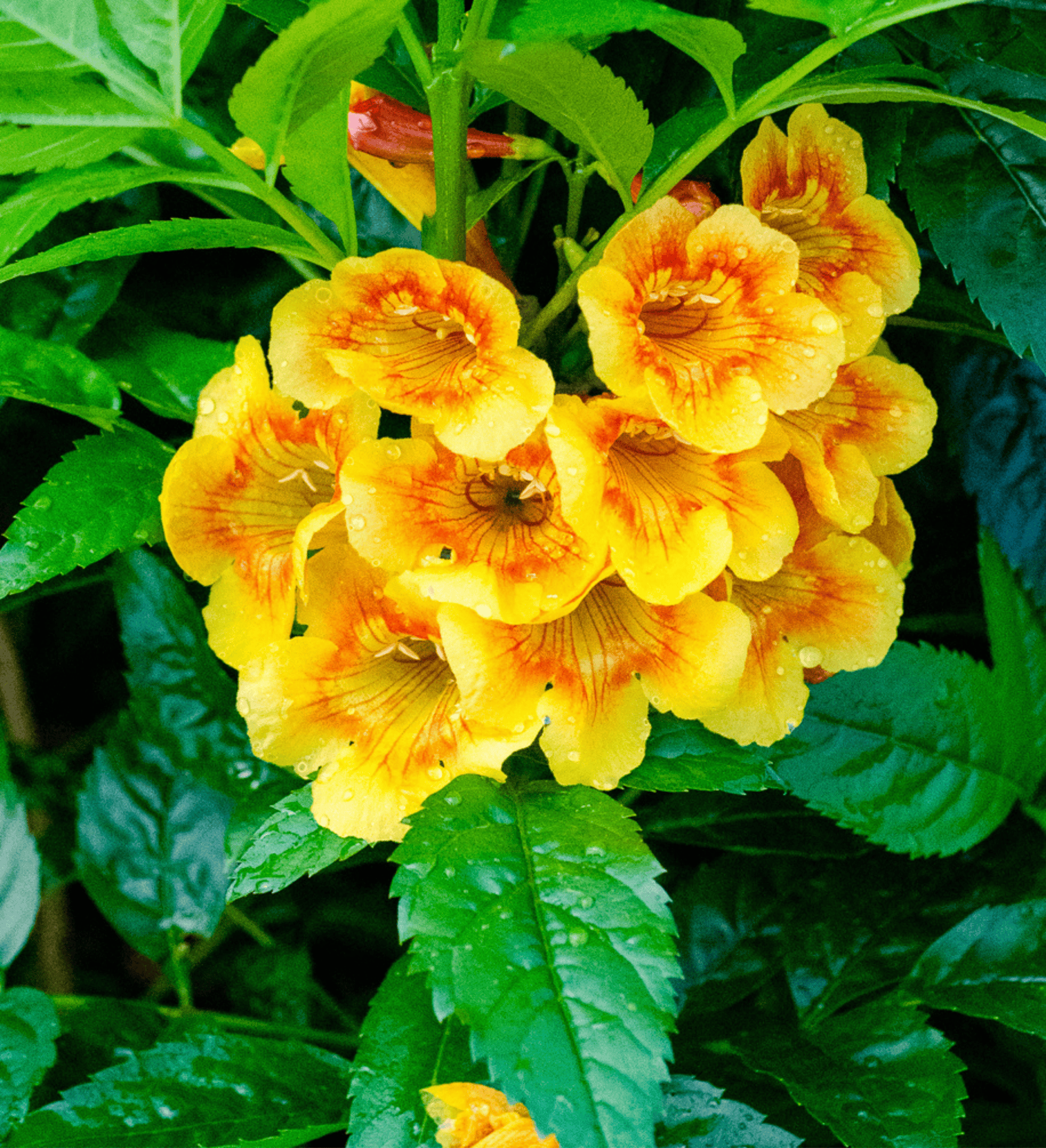 The Collection | Sunset Plant Collection