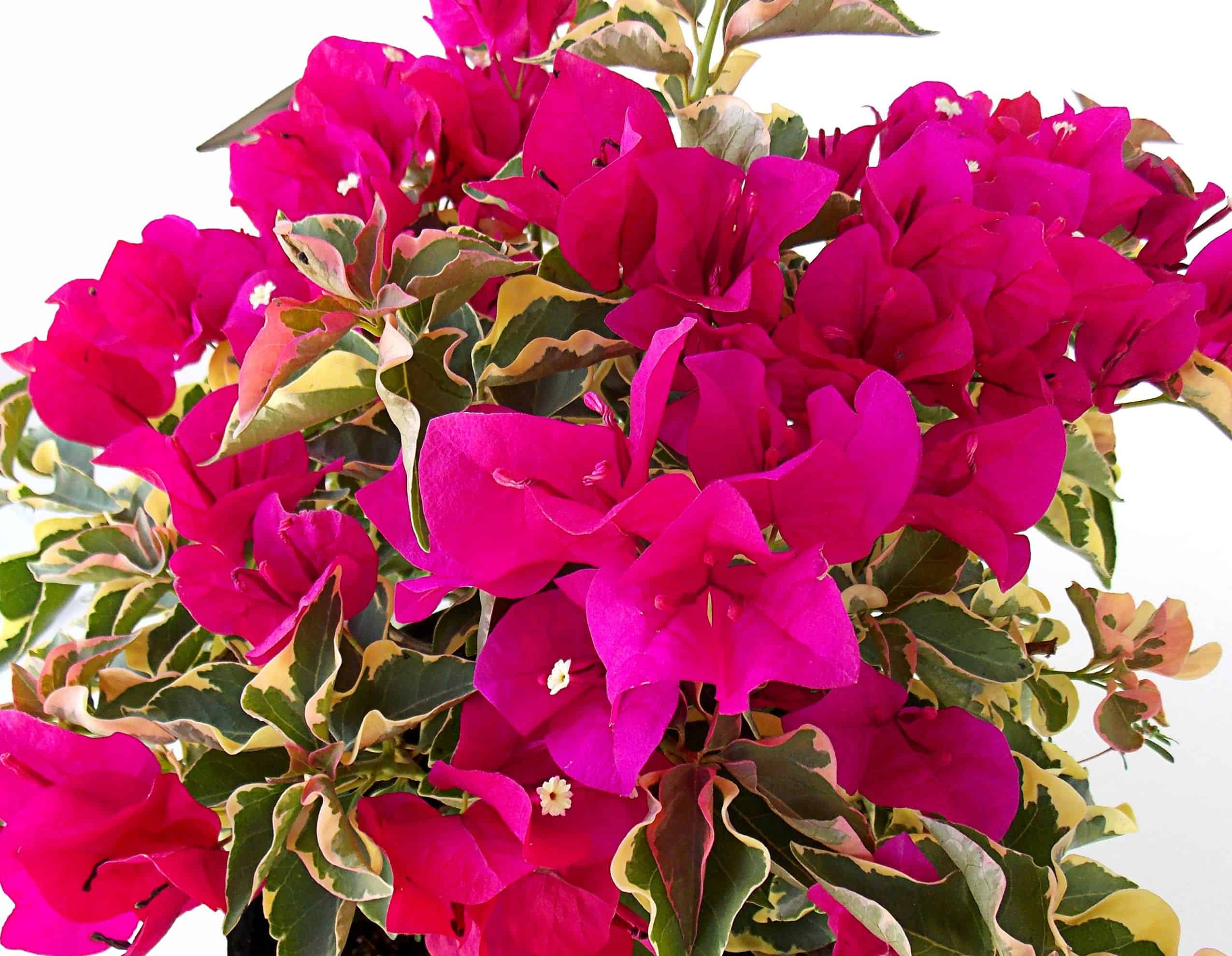 Baby™ Victoria Bougainvillea | Sunset Plant Collection